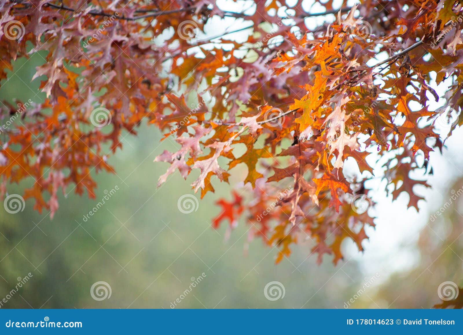 Fall canopy - oak stock image. Image of fade, explore - 178014623