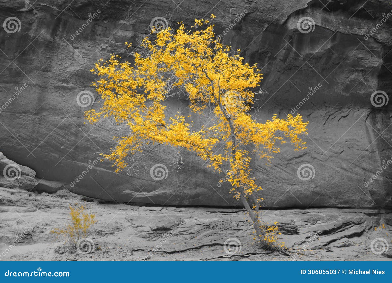 Fall in the Canyon, Moab 2013 Stock Image - Image of nature, bill ...