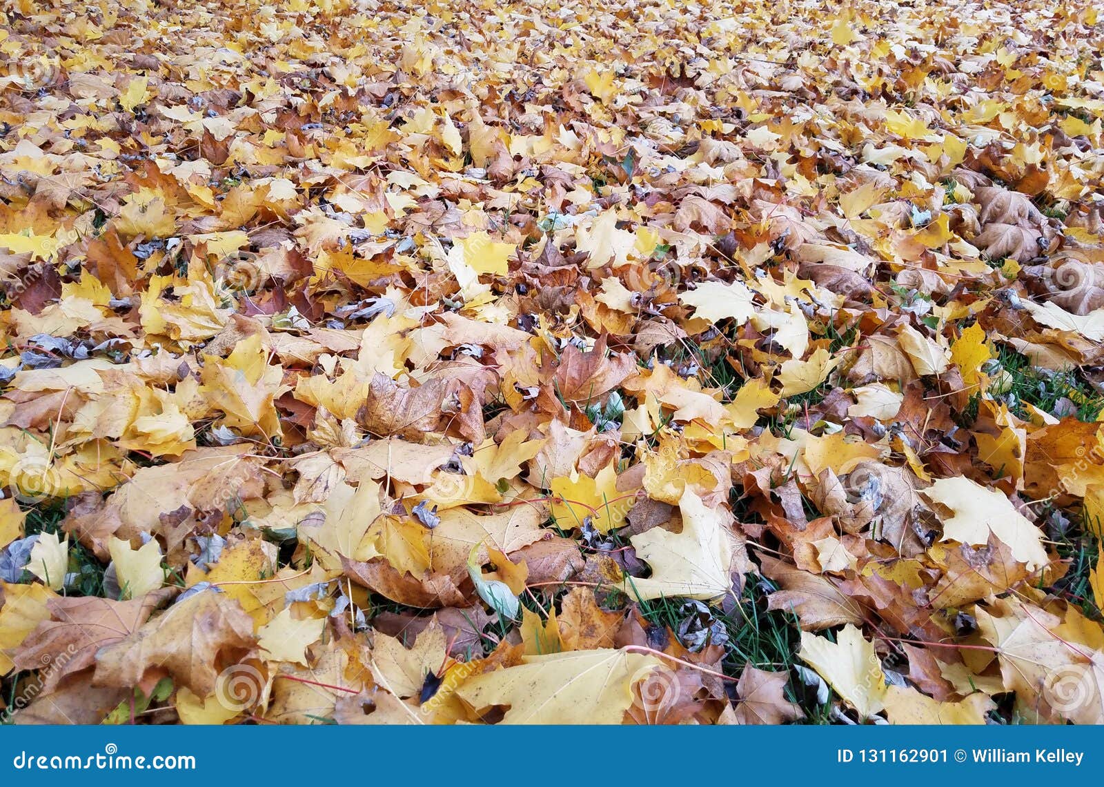 Fall carpet stock image. Image of leaves, carpet, ground - 131162901