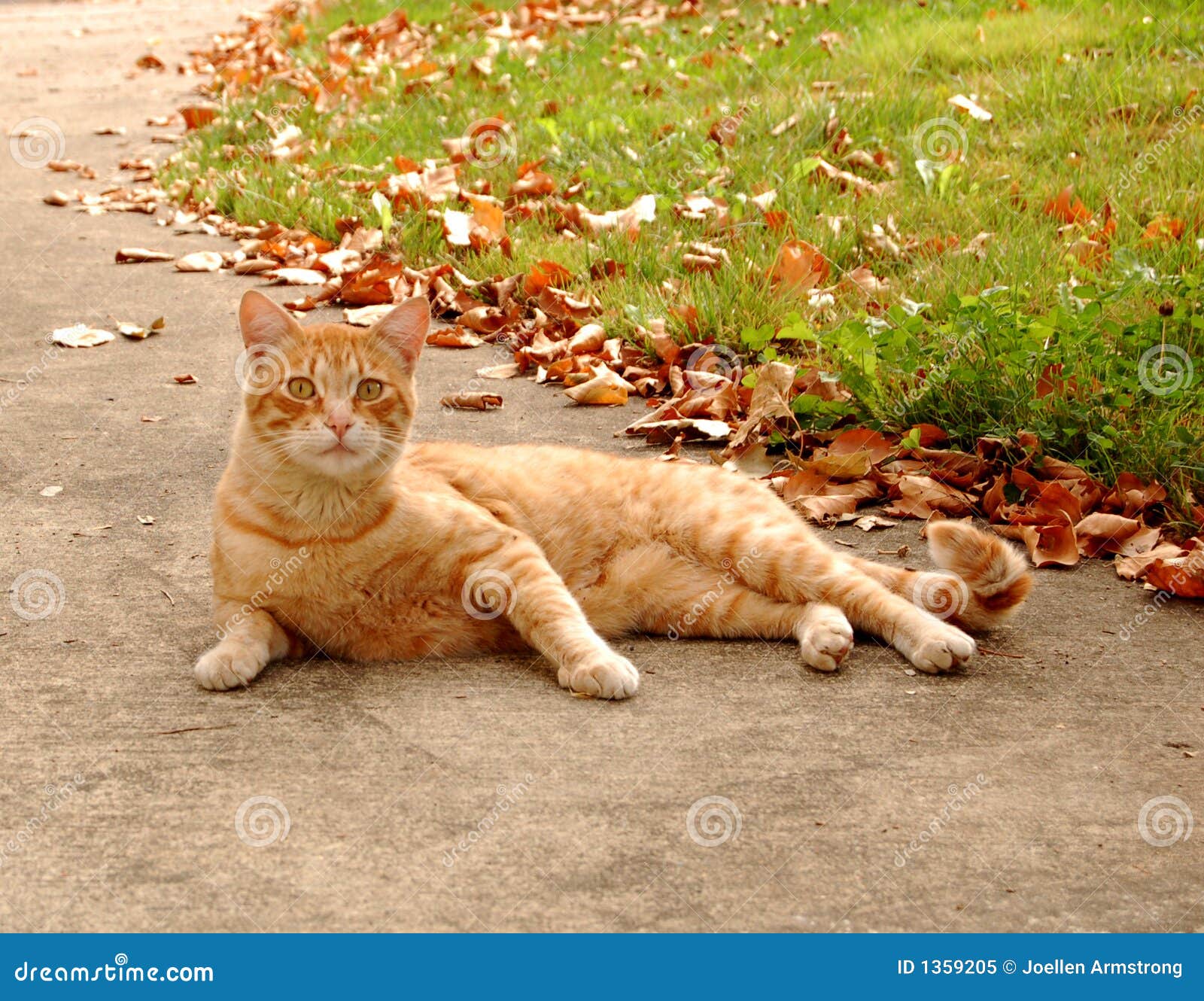 Fall Cat stock image. Image of orange, seasons, season - 1359205