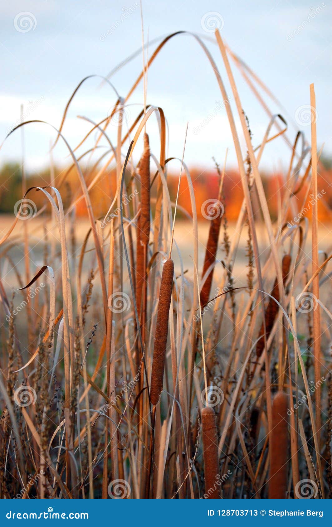 Fall Cattail Foliage in Front of a Field Stock Image - Image of ...