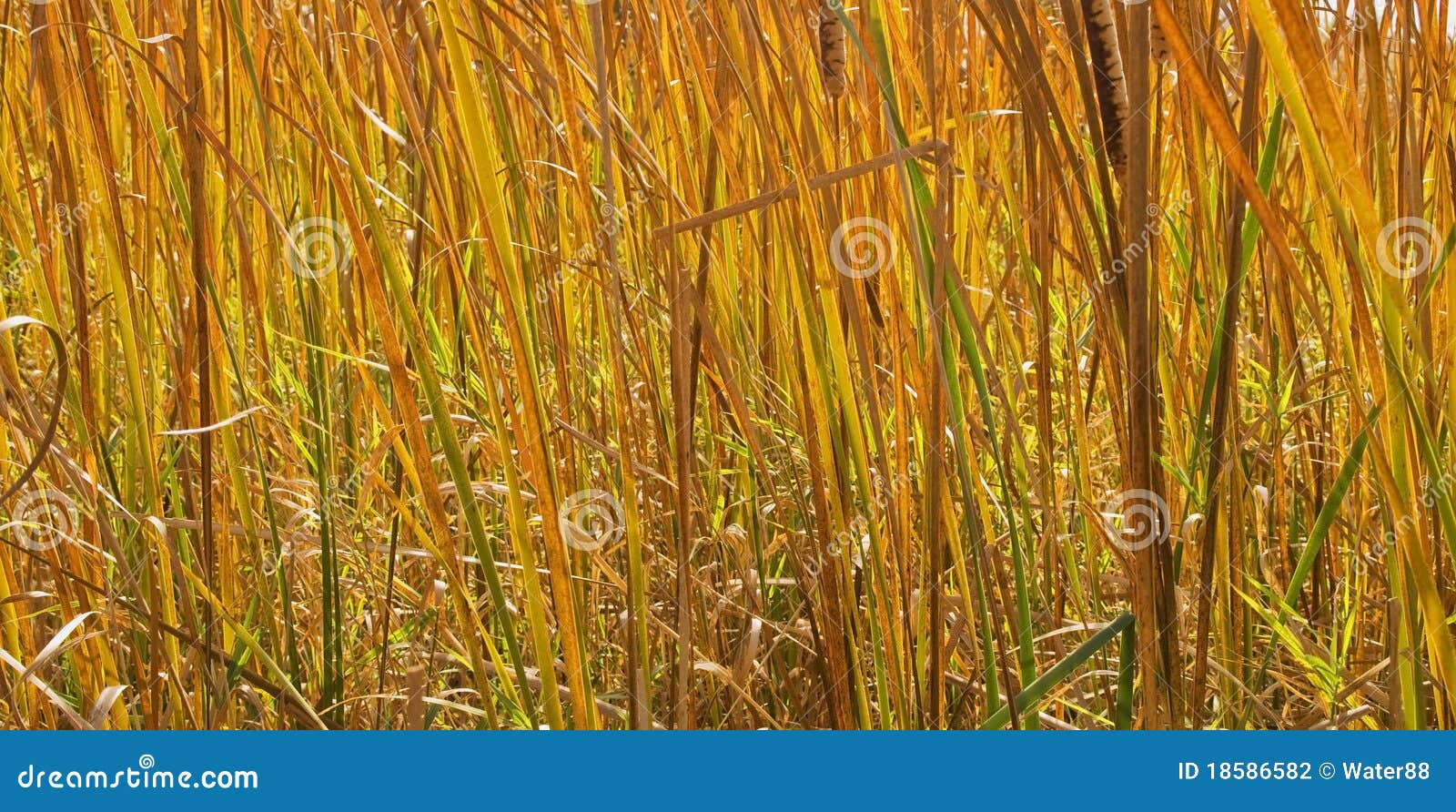 Fall Cattails stock photo. Image of backgrounds, brown - 18586582