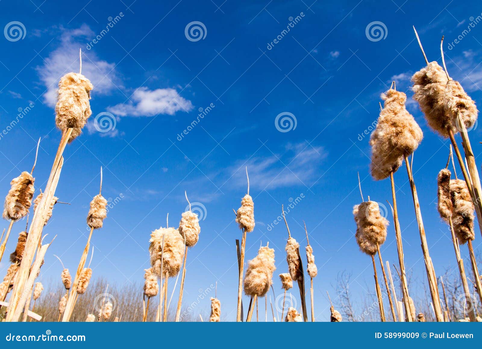 Fall Cattails stock image. Image of seeds, outdoors, opening - 58999009