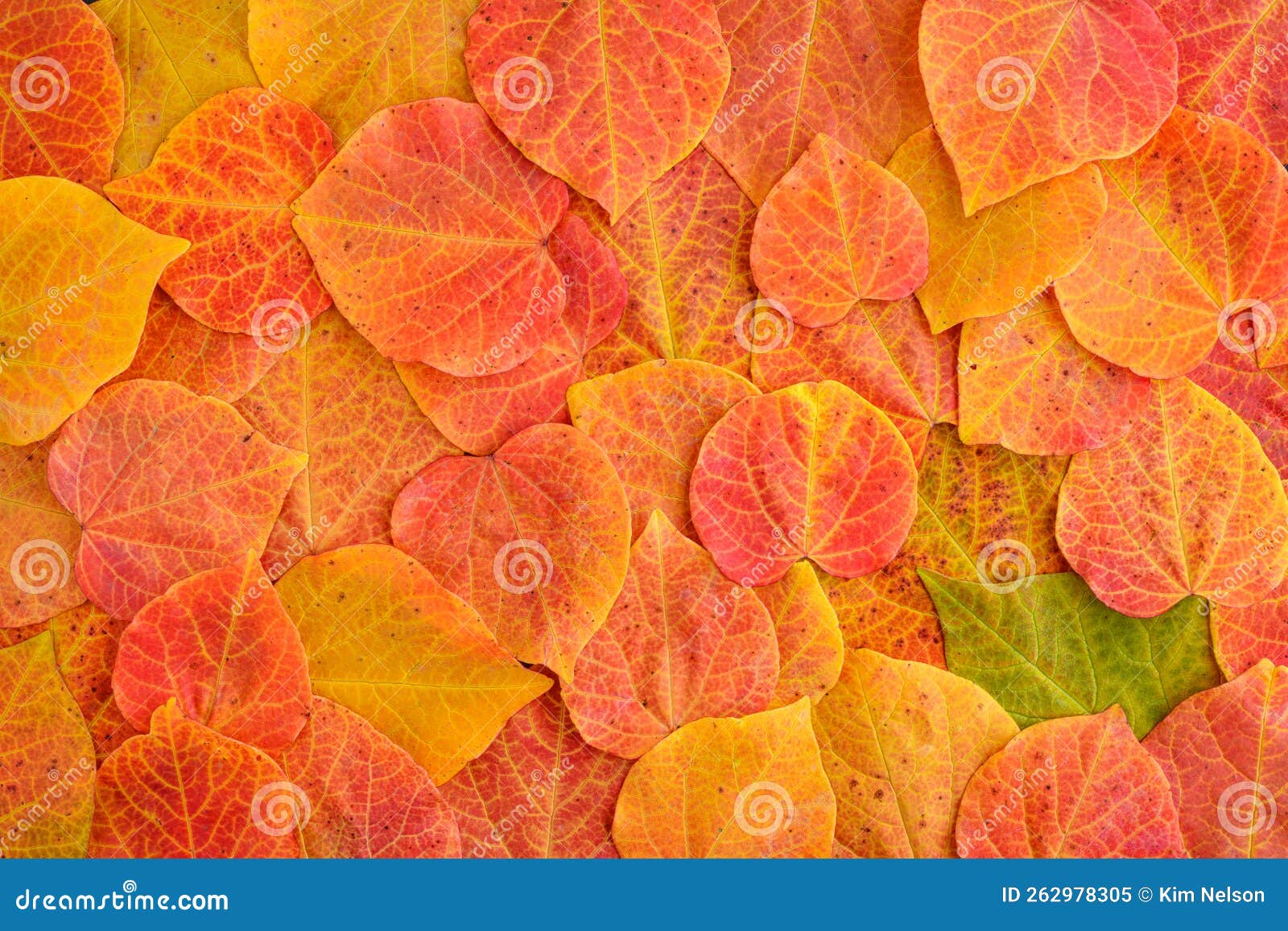 Fall Celebration, Yellow and Orange Leaves of an Eastern Redbud Tree As ...