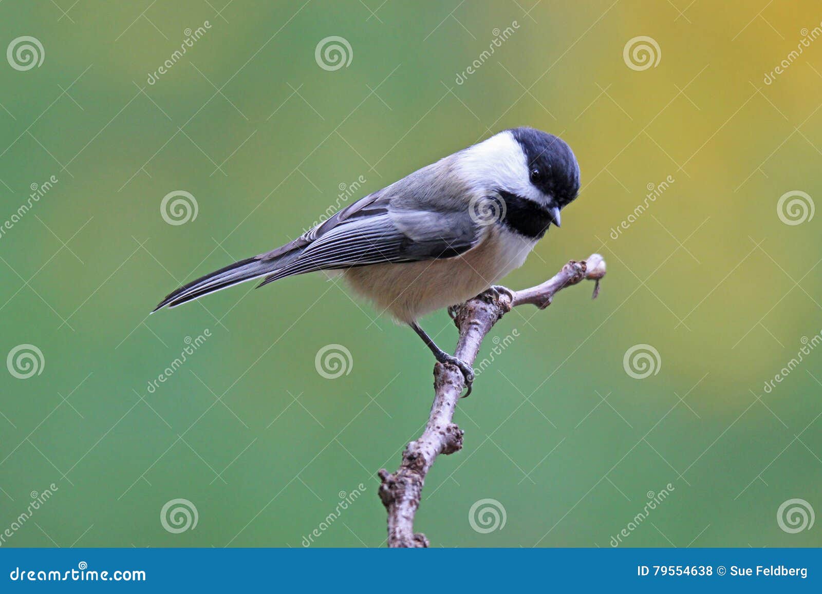Fall Chickadee stock photo. Image of songbird, animal - 79554638