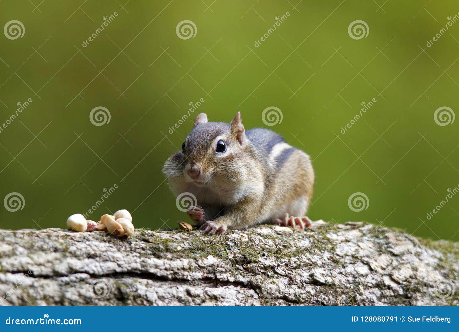Fall Chipmunk on a Branch with Nuts Stock Image - Image of hungry ...