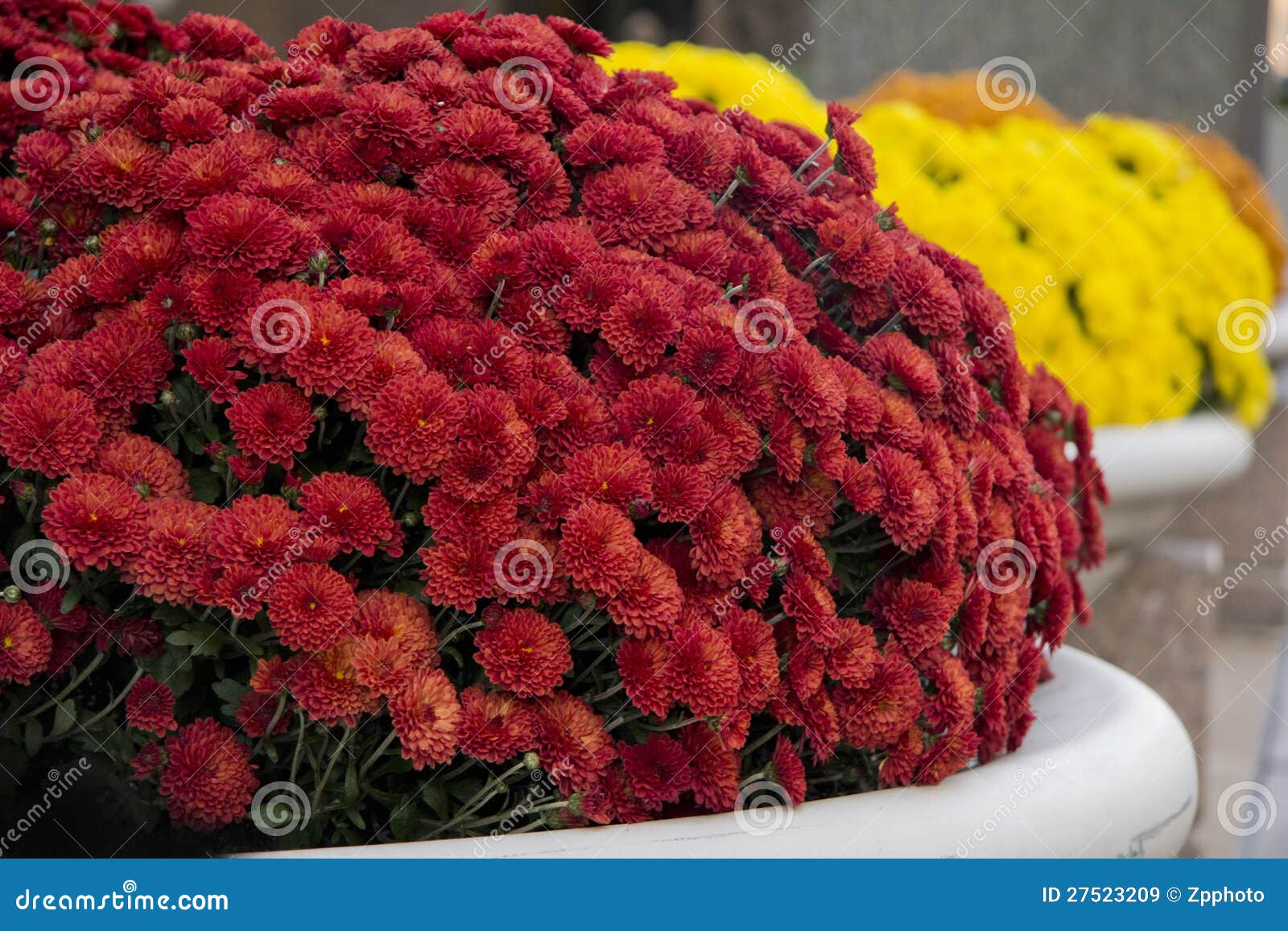 Fall Chrysanthemums stock image. Image of harvest, harvested - 27523209