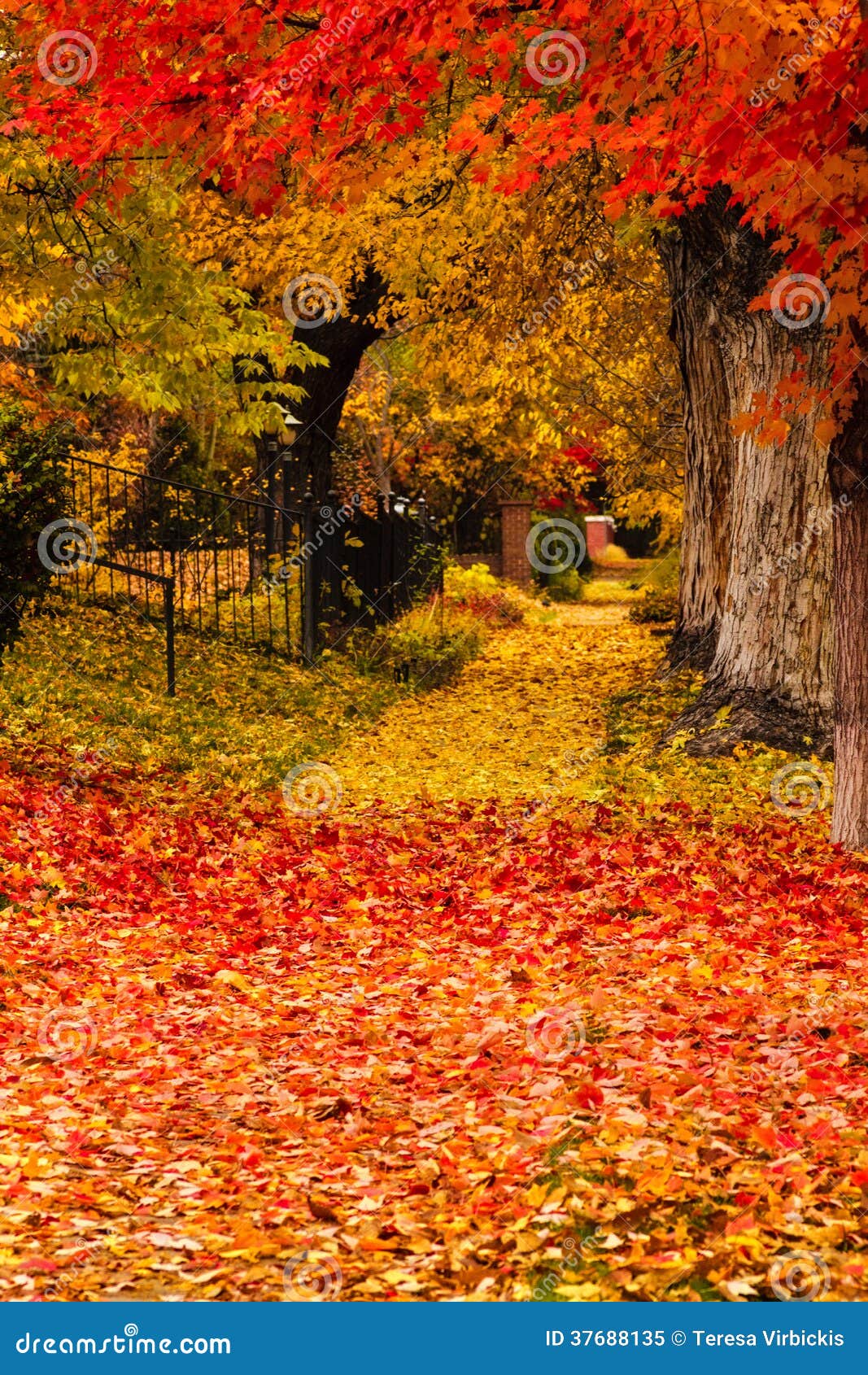 Fall in the City stock image. Image of foliage, fallen - 37688135
