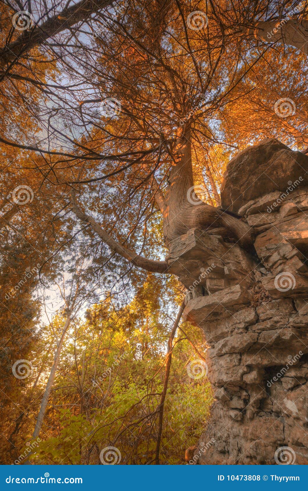 Fall Cliff stock photo. Image of nature, pine, fall, tree - 10473808