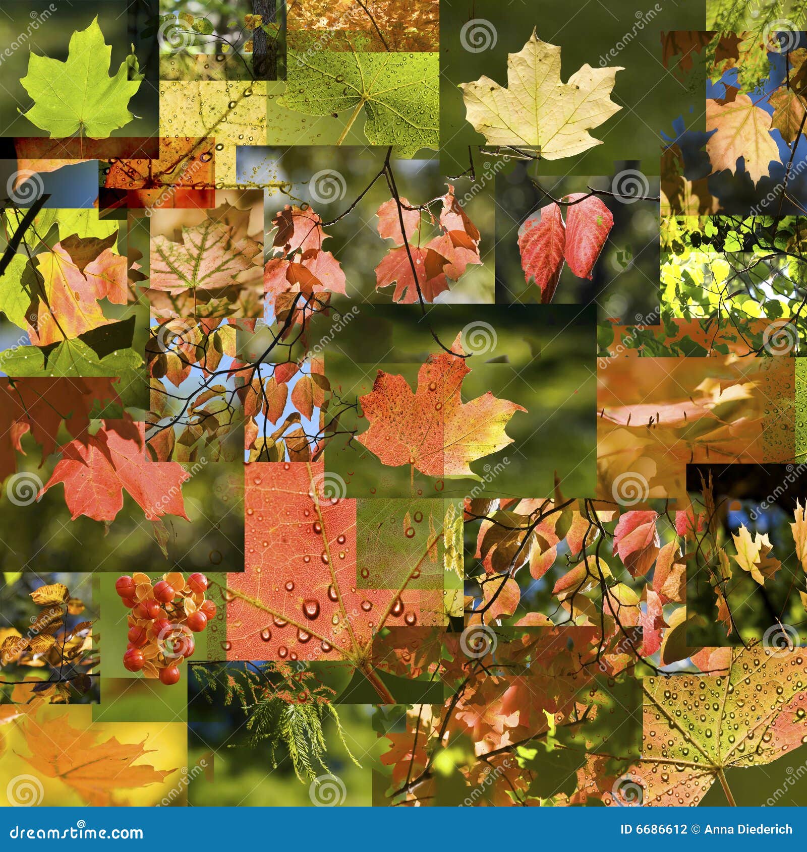 Fall Collage stock photo. Image of autumn, forest, color - 6686612