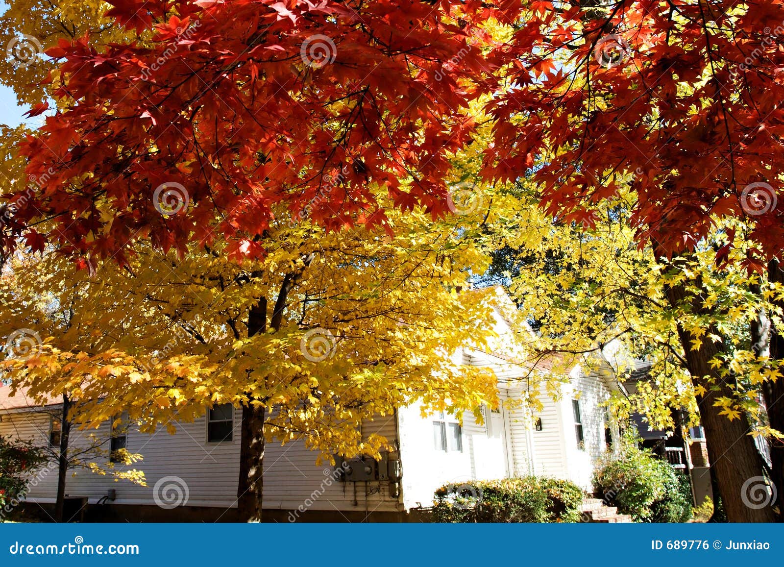 Fall color stock photo. Image of tree, atlanta, leaf, georgia - 689776