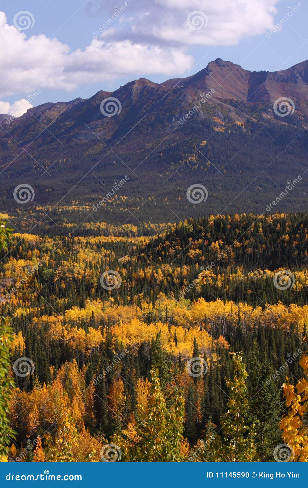 Fall color in Alaska stock photo. Image of colorful, coloured - 11145590