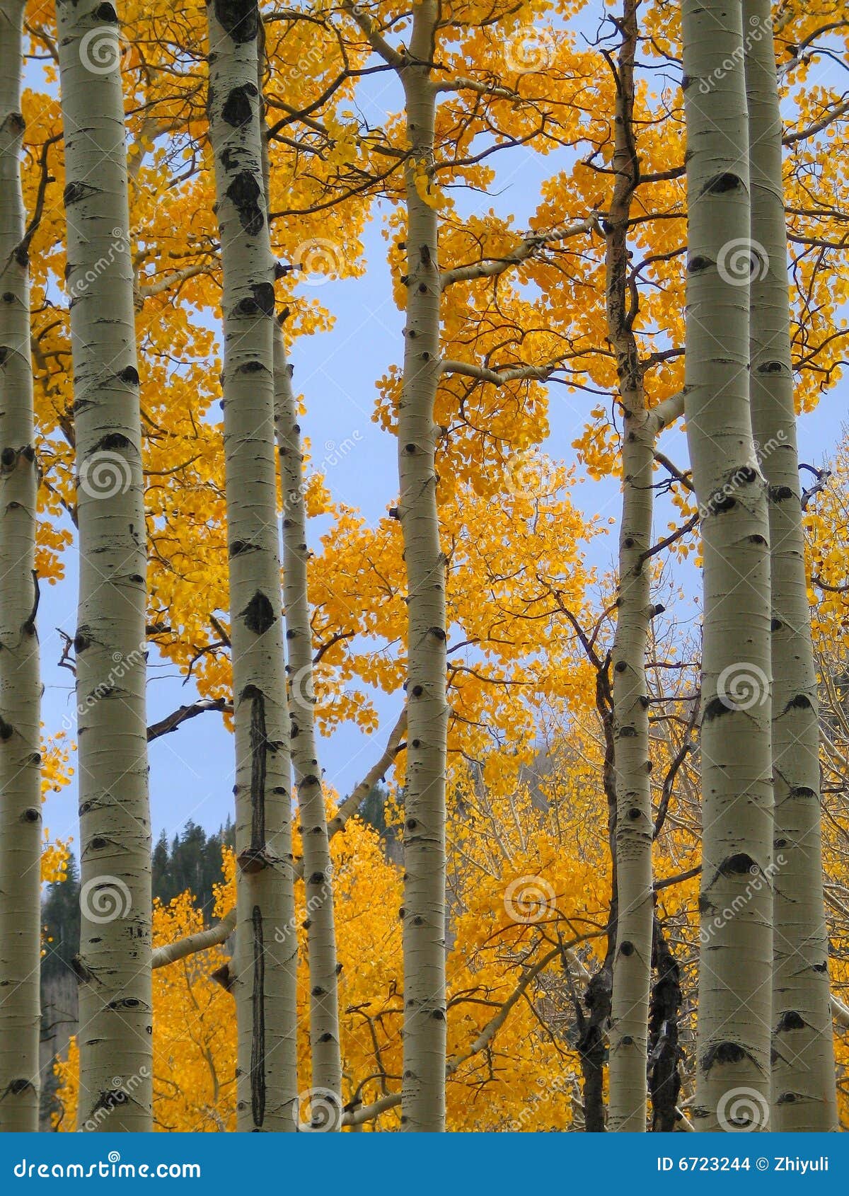 Fall Color Aspen Forest (2) Stock Photo - Image of arizona, trunk: 6723244