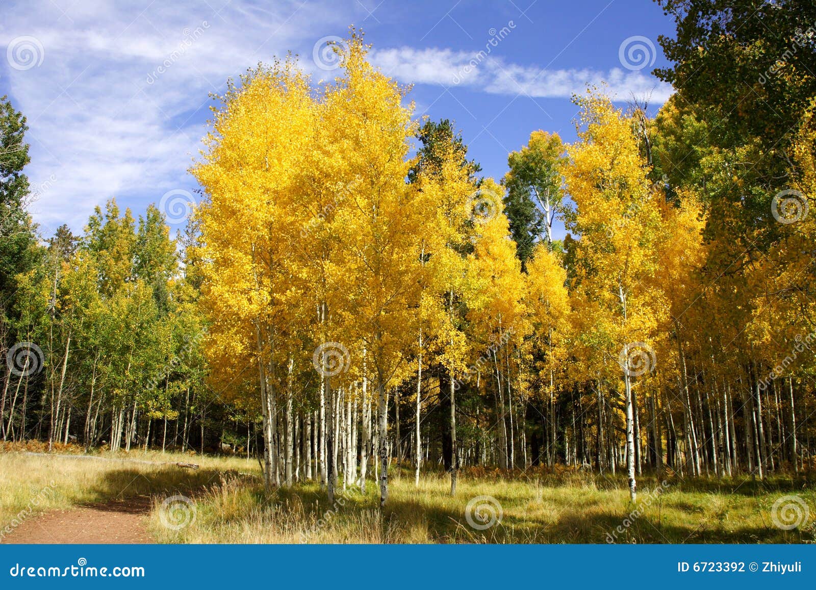 Fall Color Aspen Forest (3) Stock Photo - Image of golden, yellow: 6723392