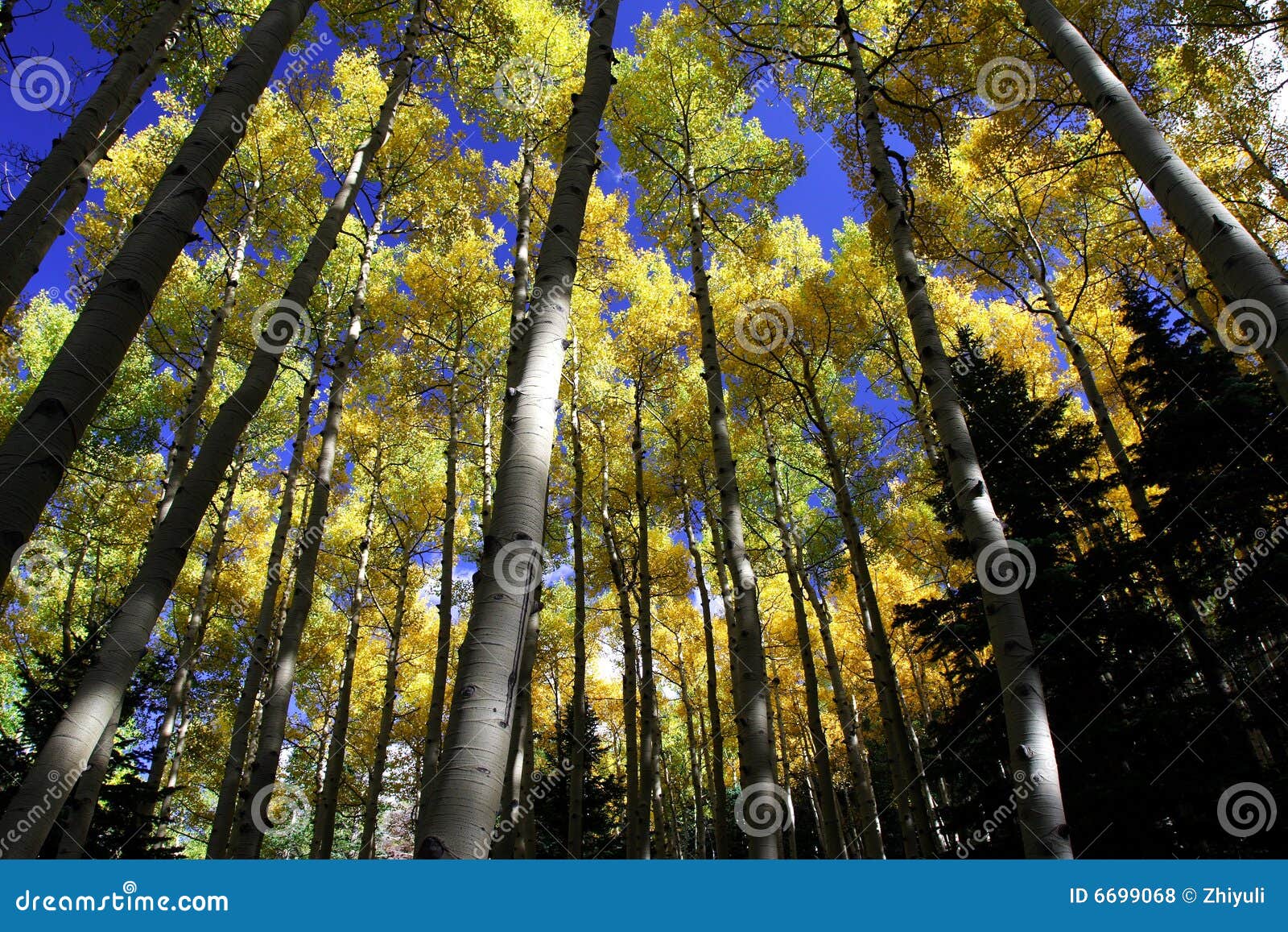 Fall color aspen forest stock photo. Image of leaf, yellow - 6699068