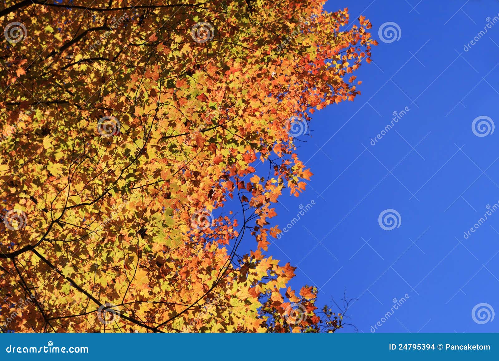 Fall color and blue sky stock photo. Image of maple, branches - 24795394