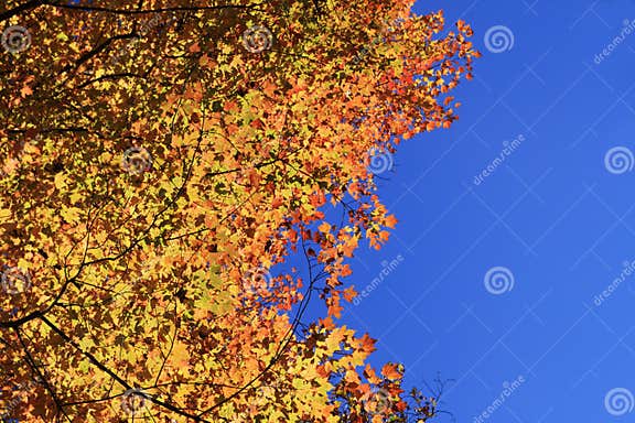 Fall color and blue sky stock photo. Image of maple, branches - 24795394