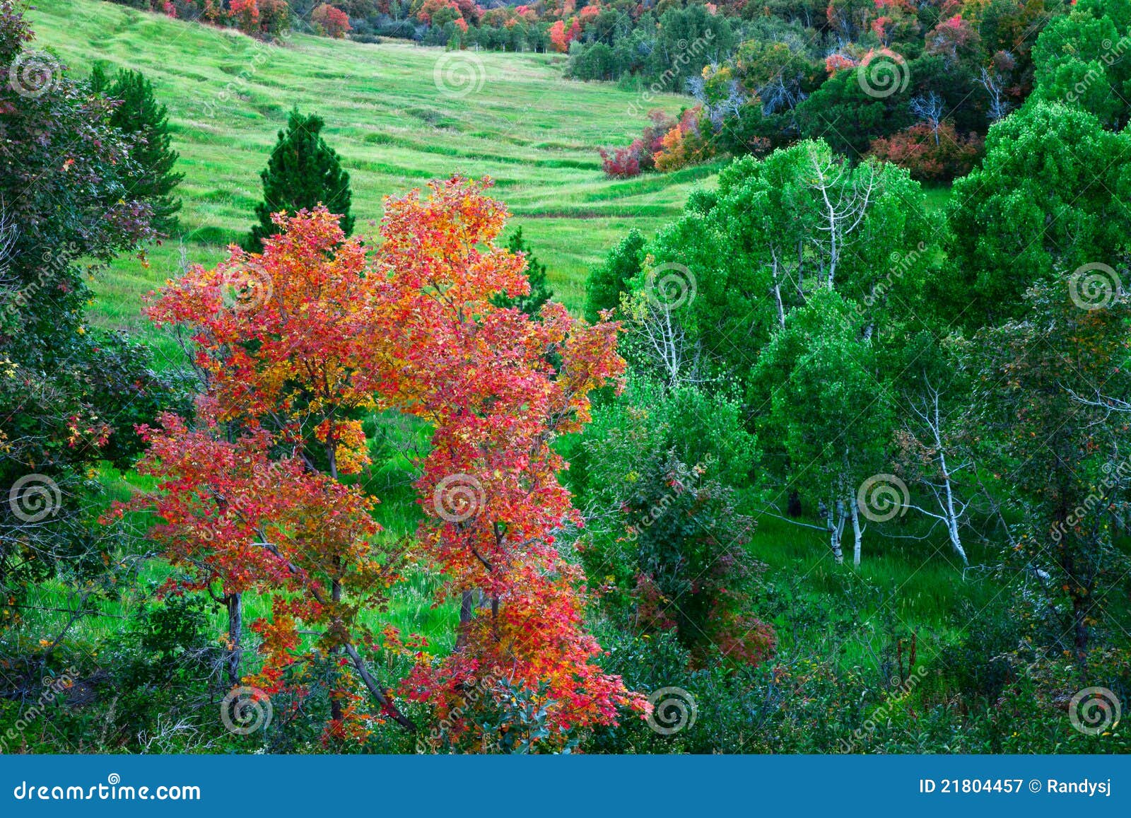 Fall Color Change stock image. Image of fall, scenic - 21804457
