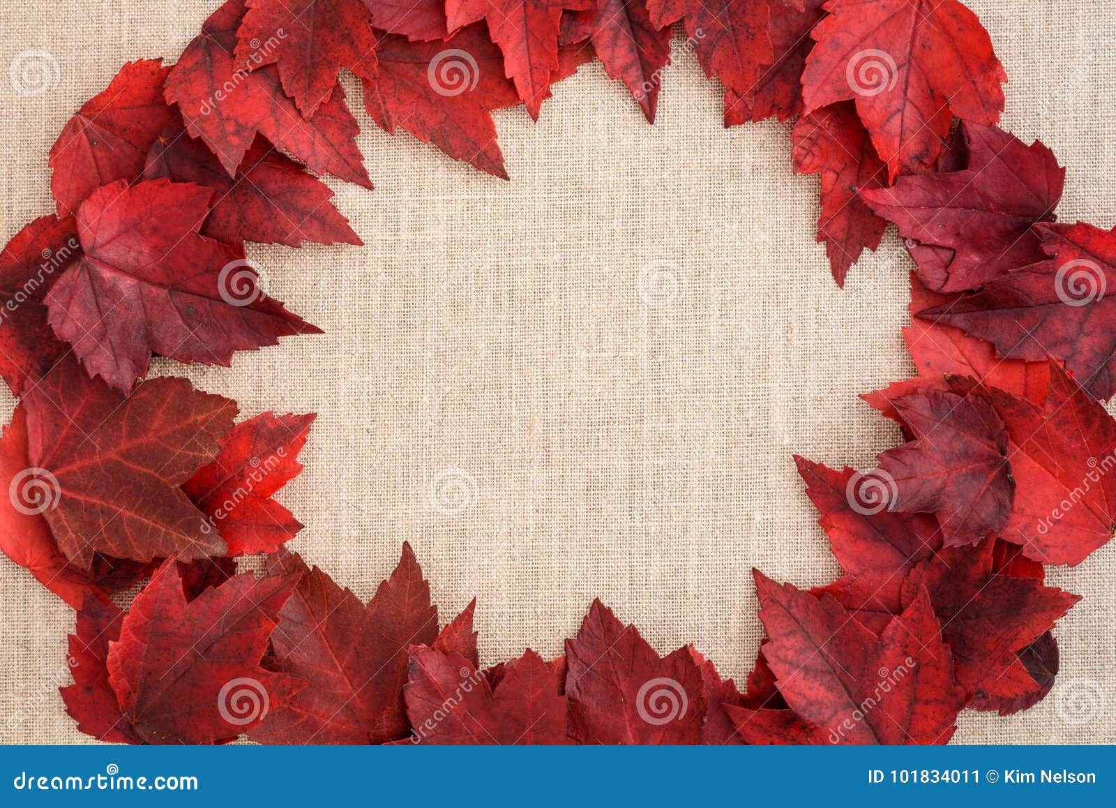Fall Color on a Clean Background Stock Image - Image of leaves, colored ...