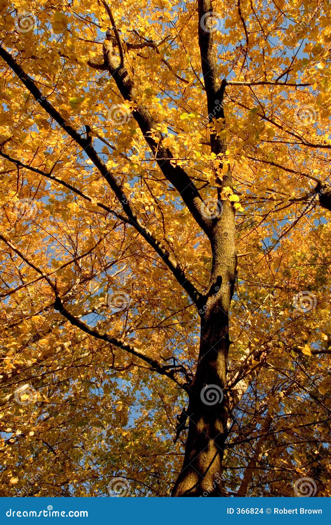 Fall Color, Cork Elm Grove 11 Stock Photo - Image of landscape, tree ...