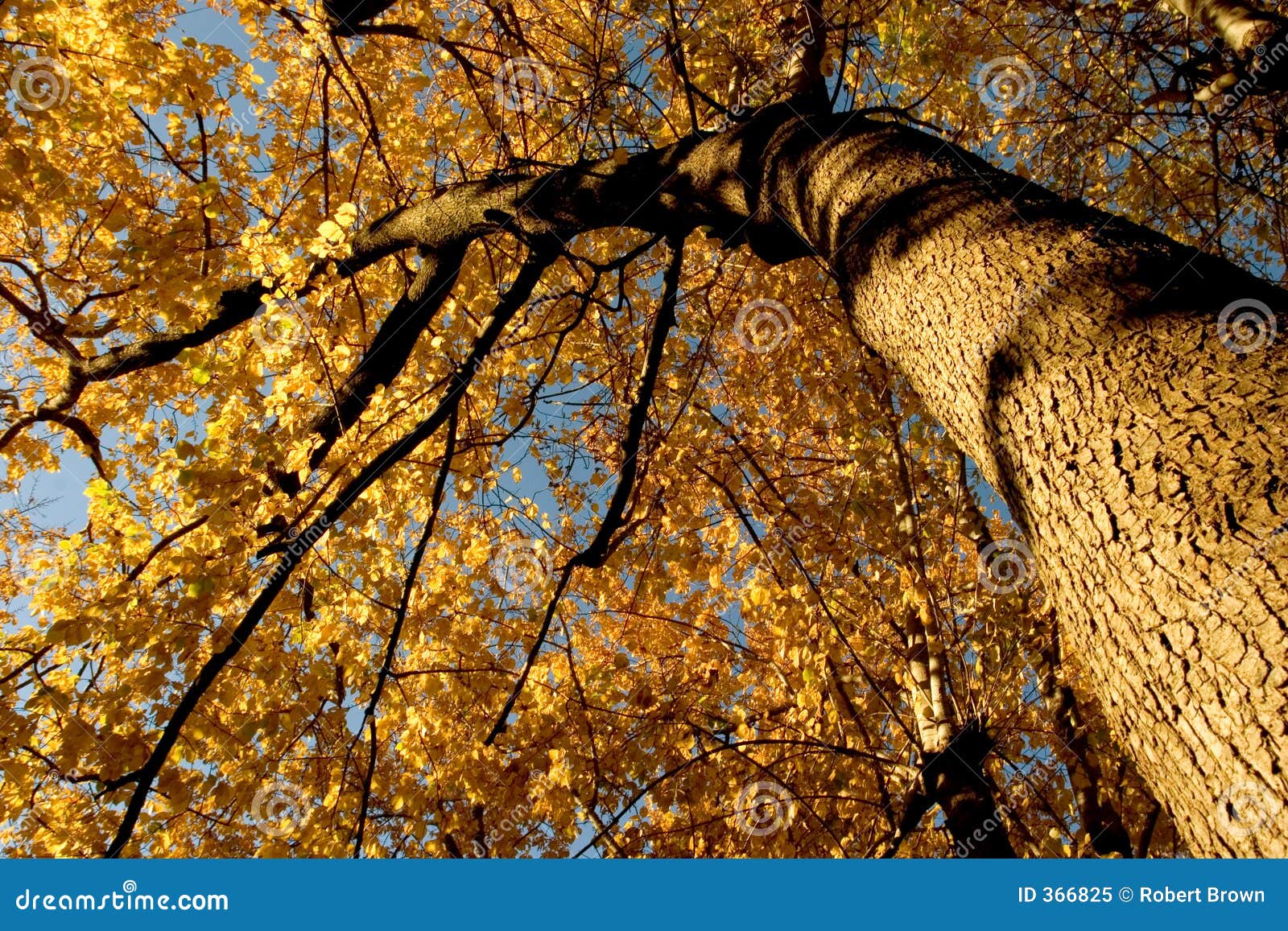 Fall Color, Cork Elm Grove 12 Stock Image - Image of robert, yellow: 366825