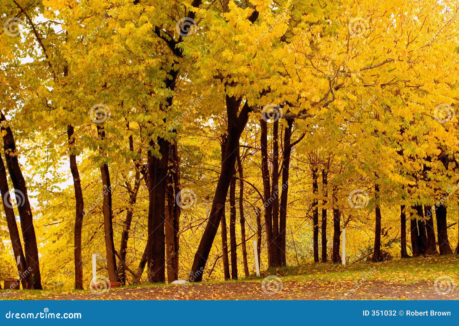 Fall Color, Cork Elm Grove1 Stock Photo - Image of autumn, silhouette ...