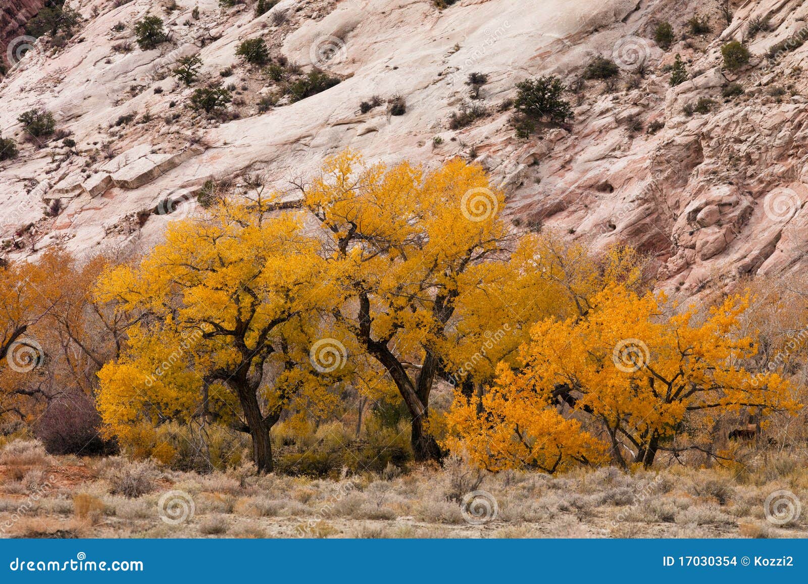 Fall Color with Cottonwood Trees Stock Photo - Image of forested ...