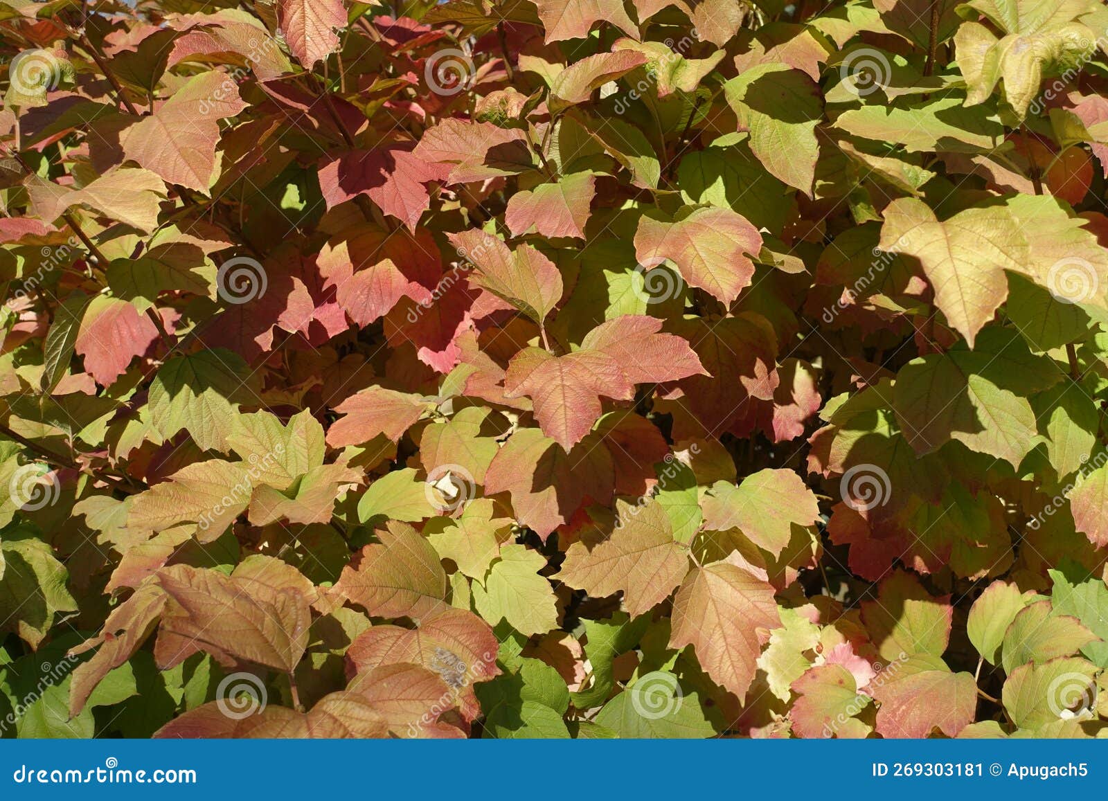 Fall Color of Foliage of Viburnum Opulus Stock Image - Image of ...