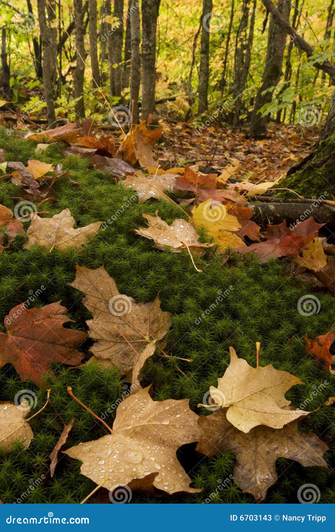 Fall color on Forest Floor stock image. Image of colorful - 6703143
