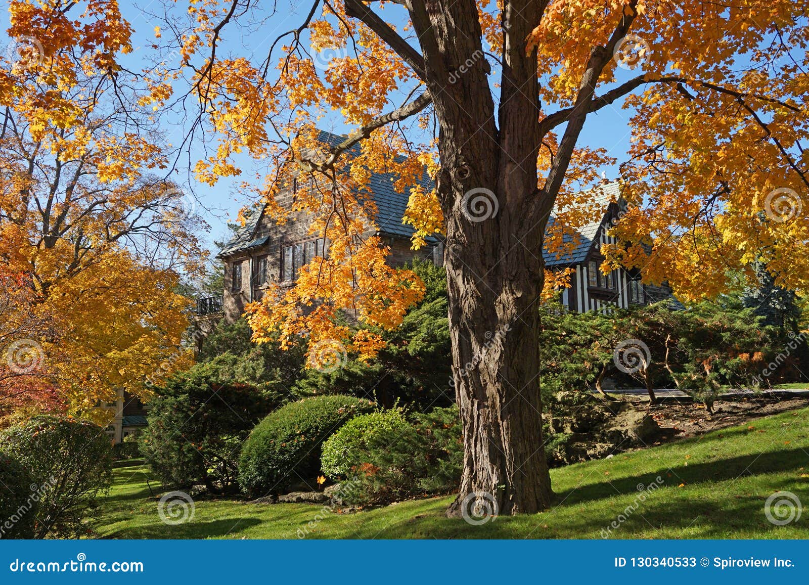 Fall Color on Golden Maple Tree Stock Image - Image of house, fall ...