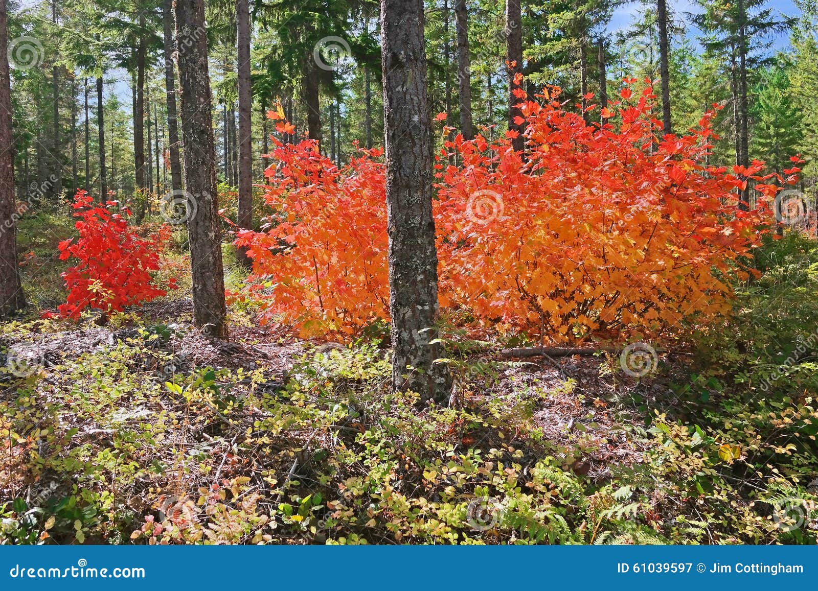 Fall Color at its Best stock image. Image of leaves, northwest - 61039597