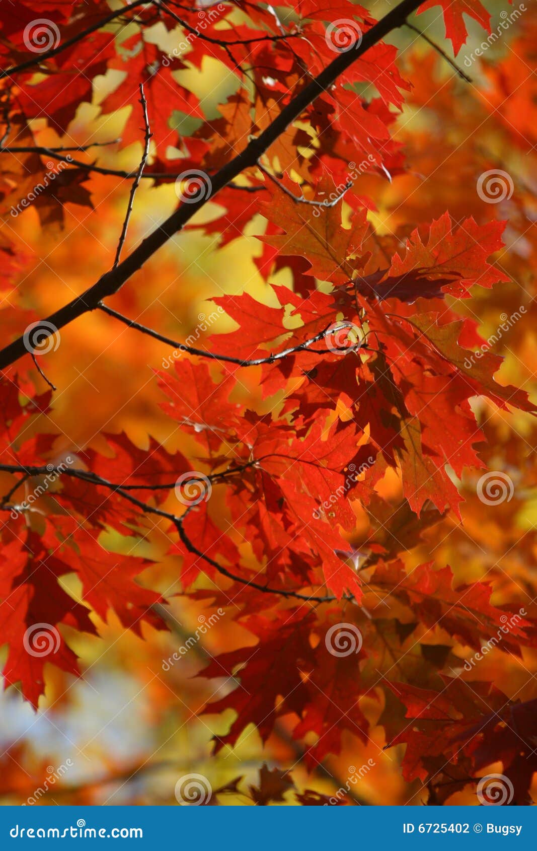 Fall Color Leaves stock photo. Image of hard, yellow, details - 6725402