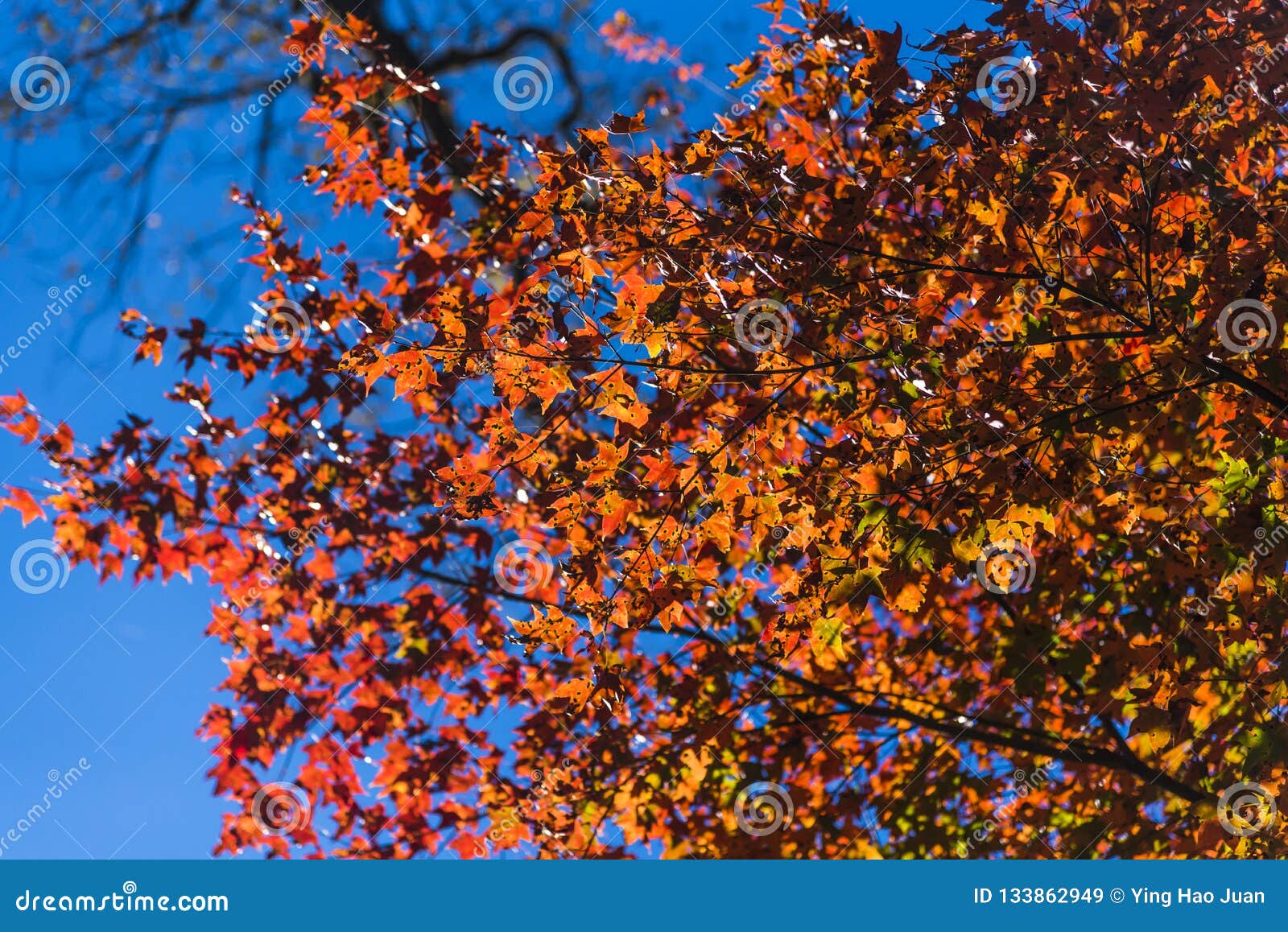Fall Colors stock image. Image of blue, orange, season - 133862949