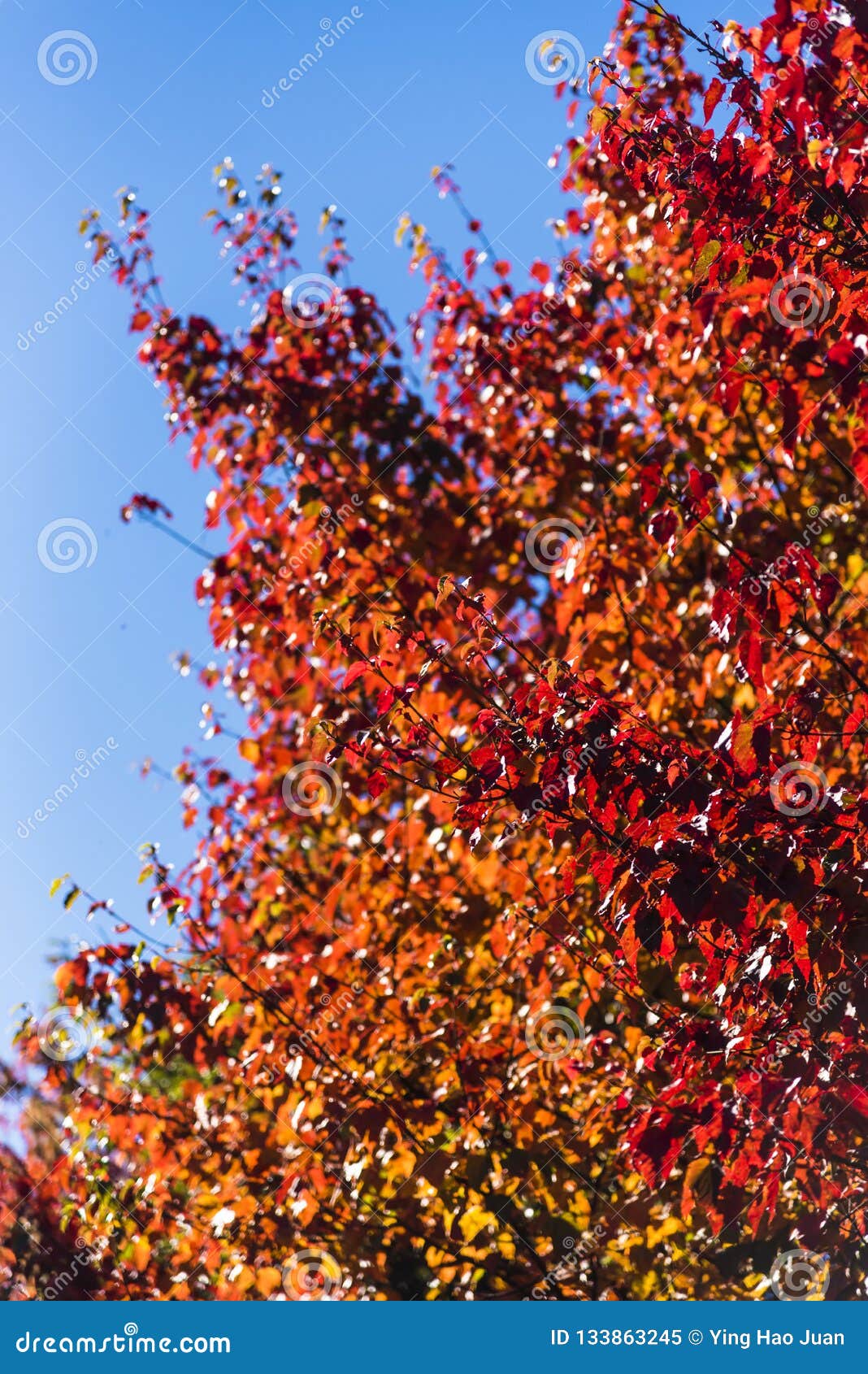Fall Colors stock image. Image of autumn, season, colors - 133863245
