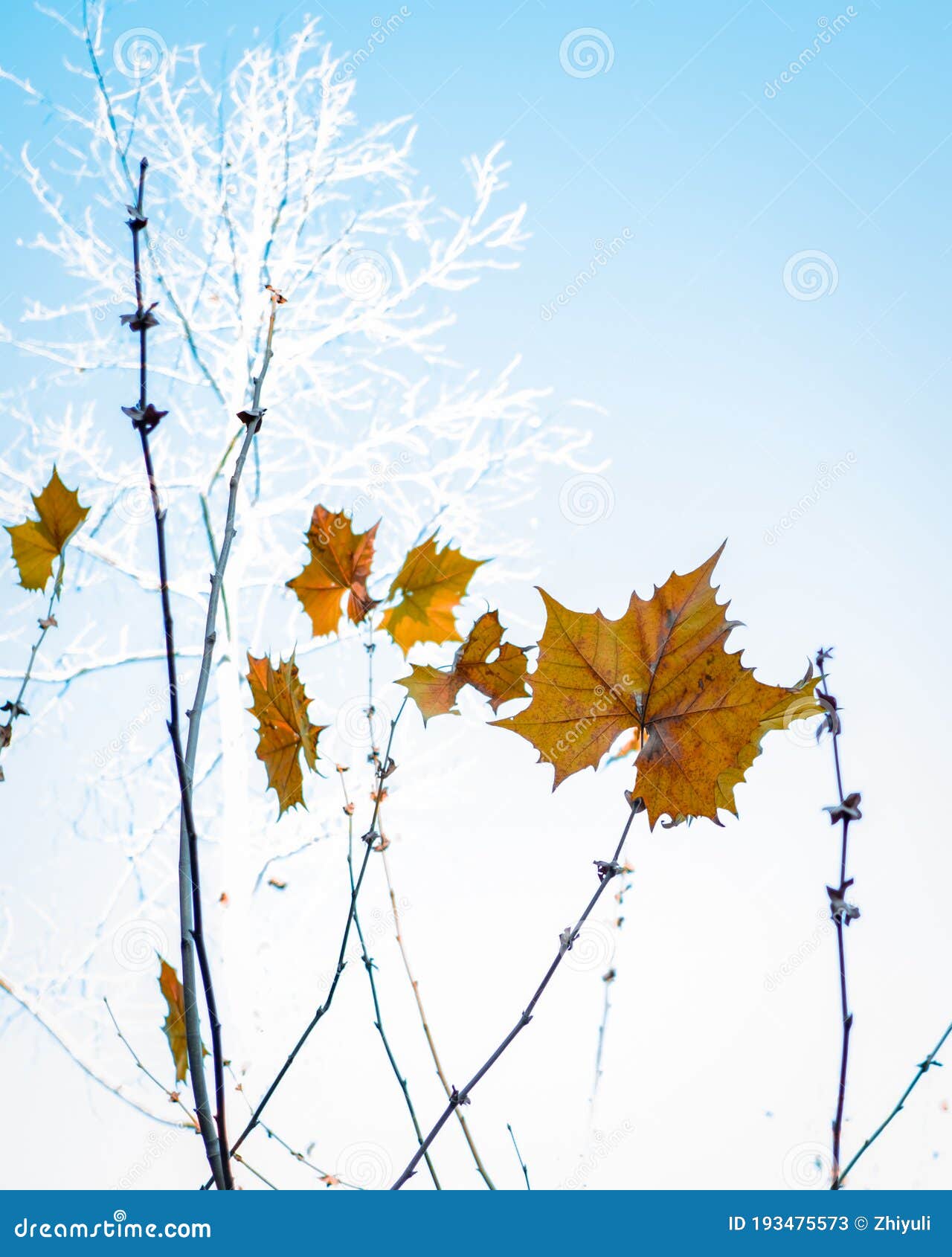 Fall Color Leaves on the Grass Stock Image - Image of maple, foliage ...