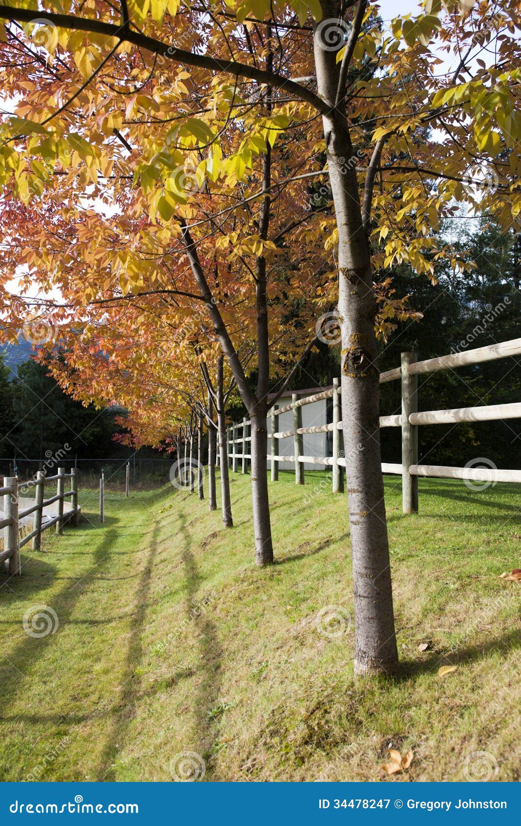 Fall color leaves. stock image. Image of wooden, foliage - 34478247
