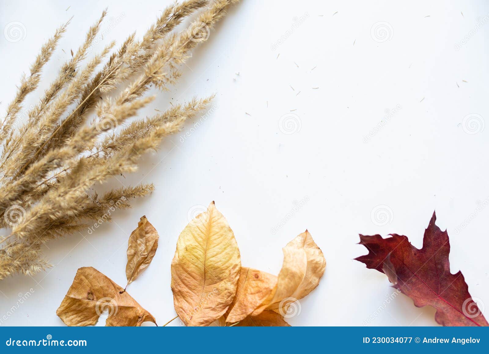 Fall Color Leaves on White Background Stock Image - Image of nature ...
