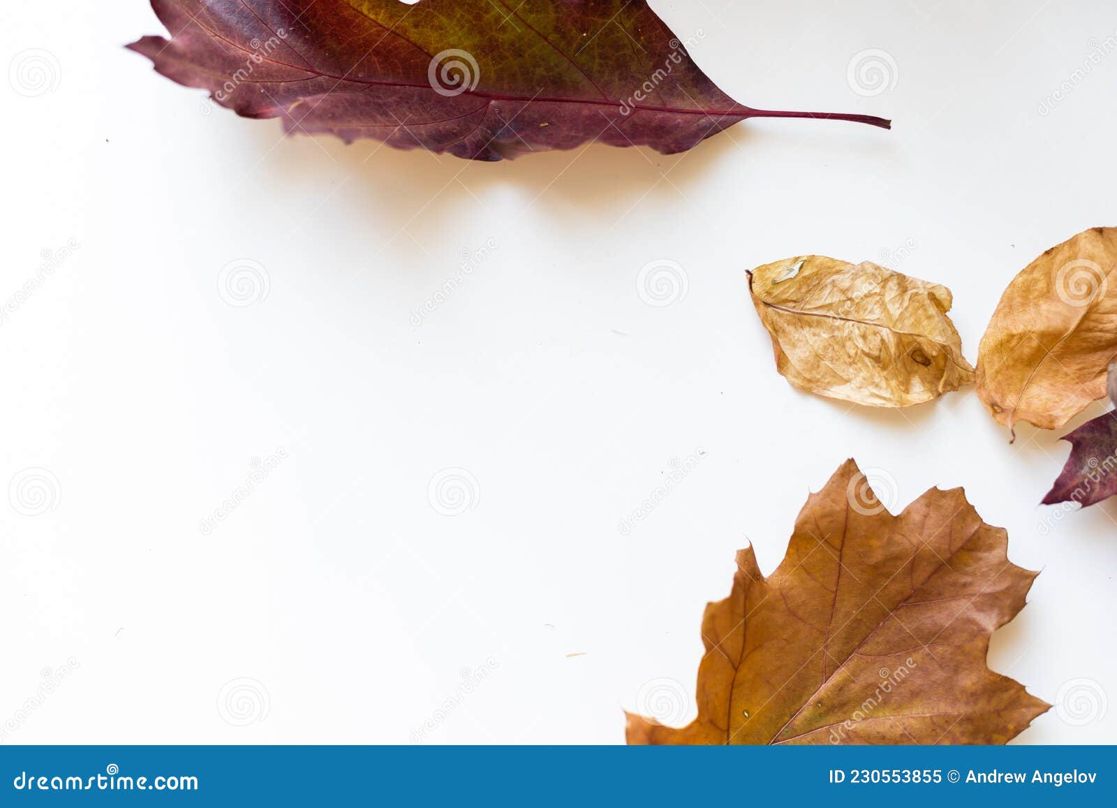 Fall Color Leaves on White Background Stock Image - Image of tree ...