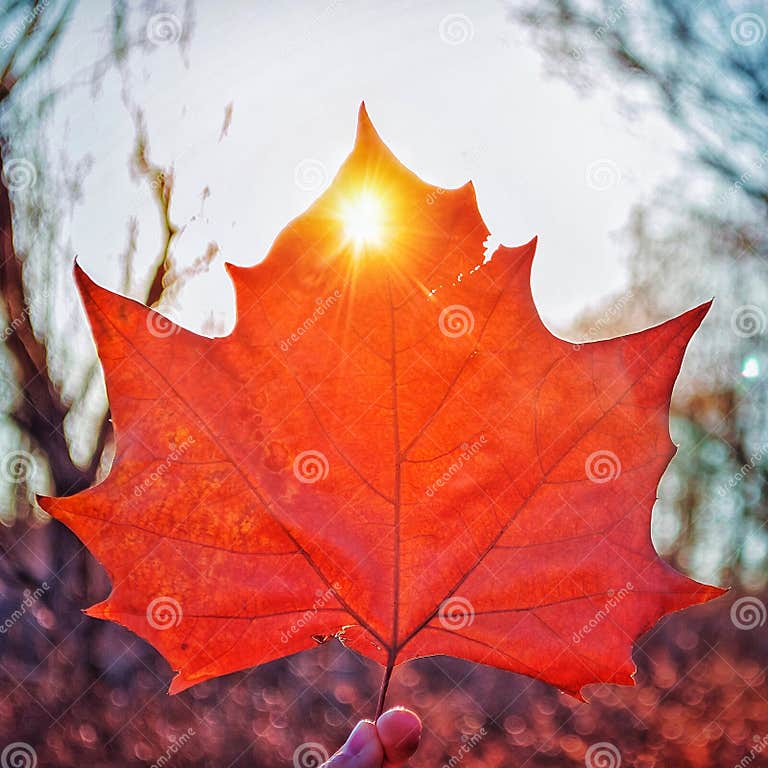 Fall color Maple leaf 2 stock photo. Image of beam, nature - 81873758
