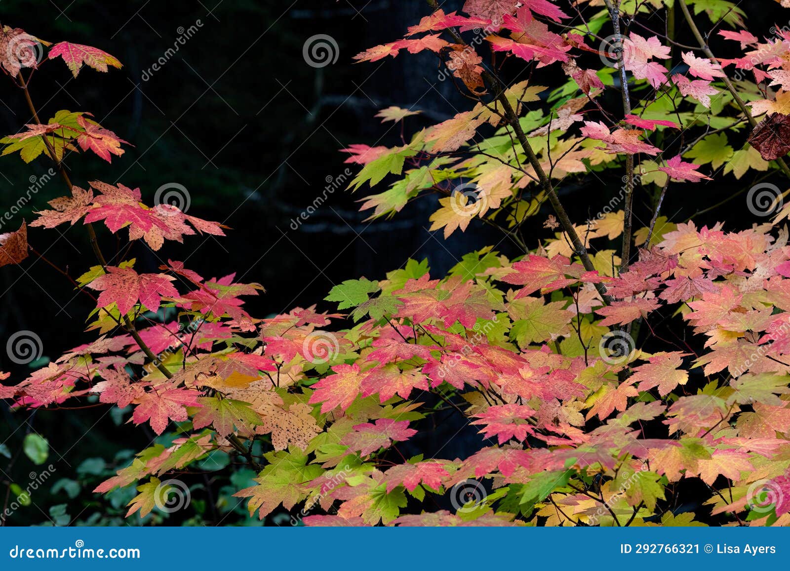 Fall Color Maple Leaves Dark Forest in the Background Stock Image ...