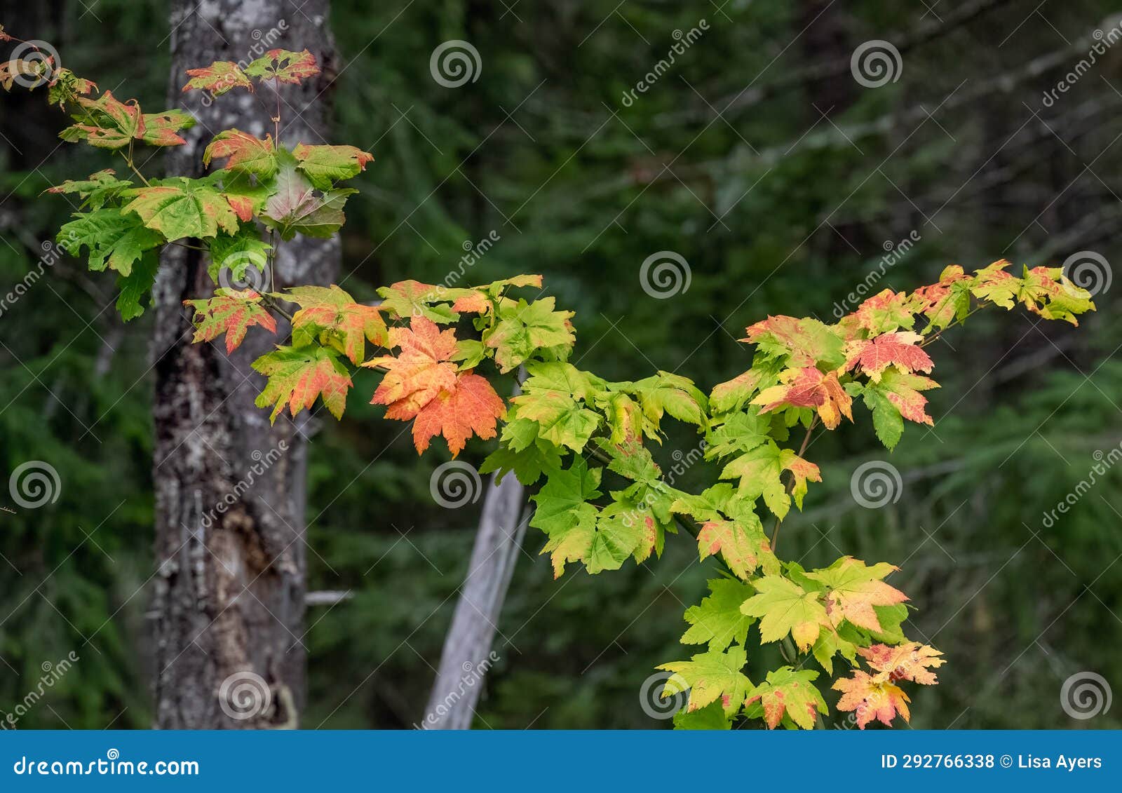 Fall Color Maple Leaves in Front of Forest Stock Photo - Image of stem ...