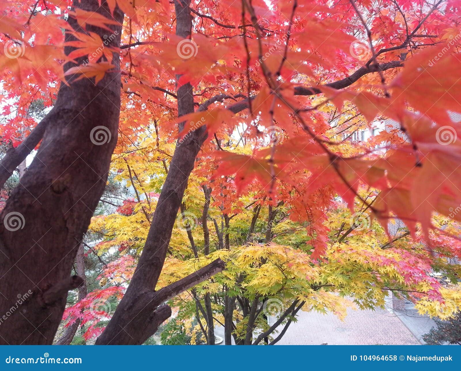 Fall Color with Maple Trees Stock Photo - Image of autumn, branch ...