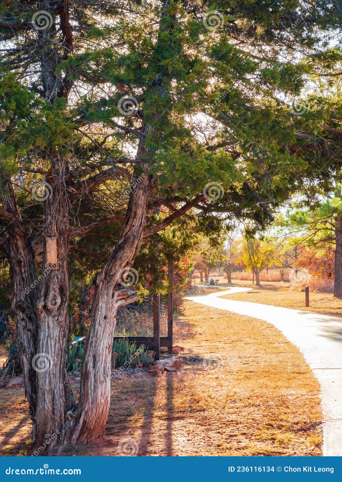 Fall color in Mitch Park stock photo. Image of edmond - 236116134