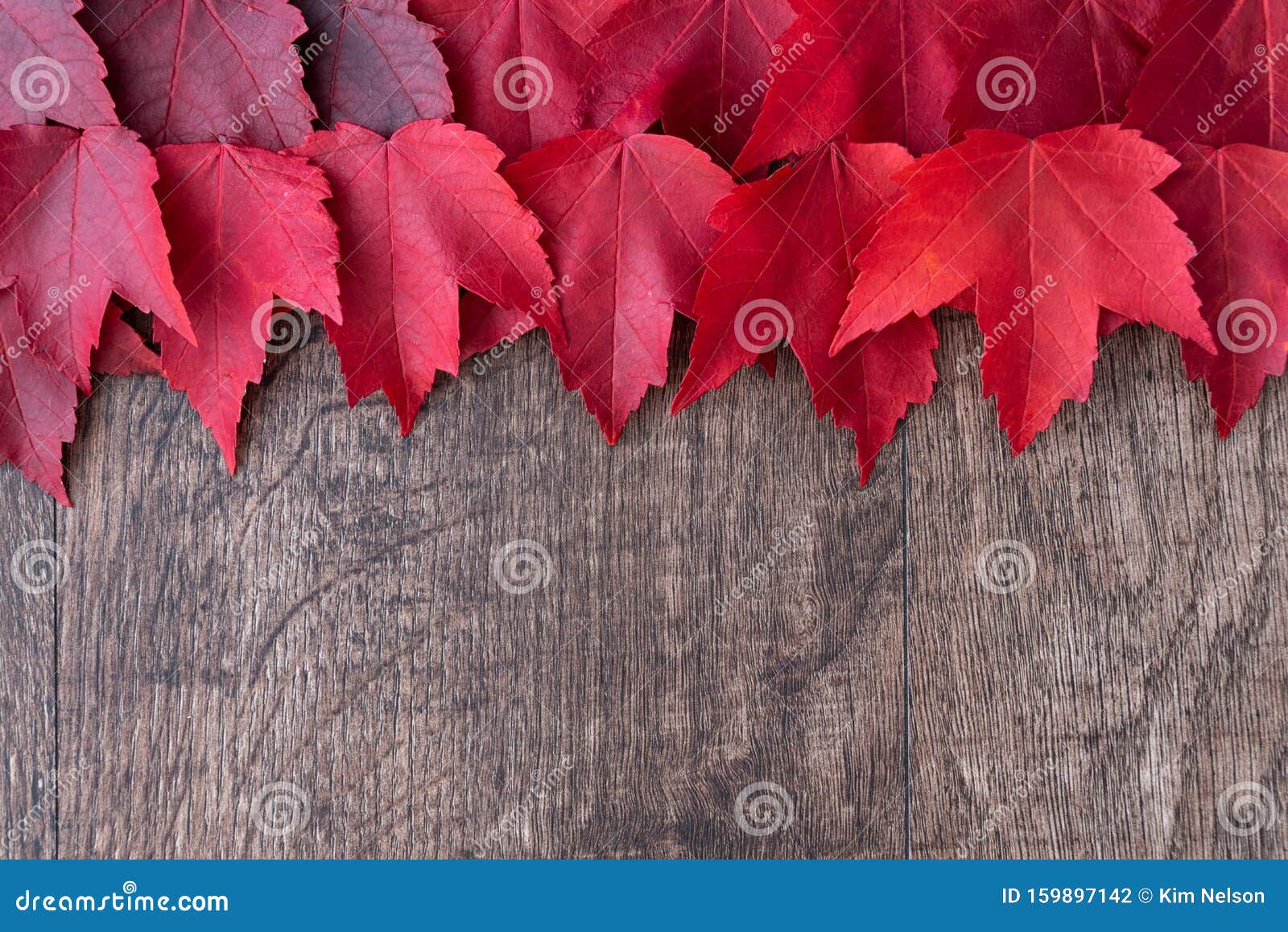 Fall Color Nature Background, Red Maple Leaves on a Rustic Dark Wood ...