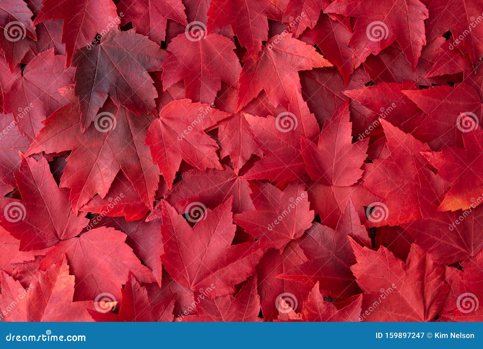Fall Color Nature Background of Various Shades of Red Maple Leaves ...