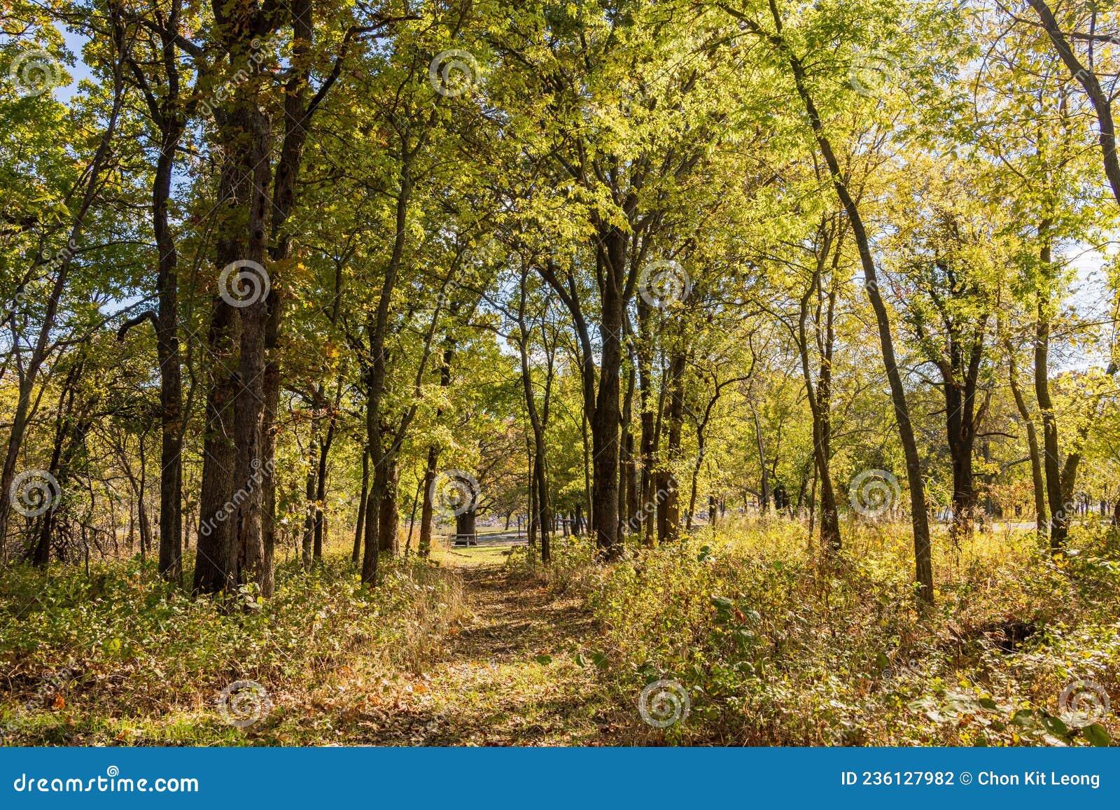 Fall Color Near the Eagle View Trail Stock Photo - Image of natural ...