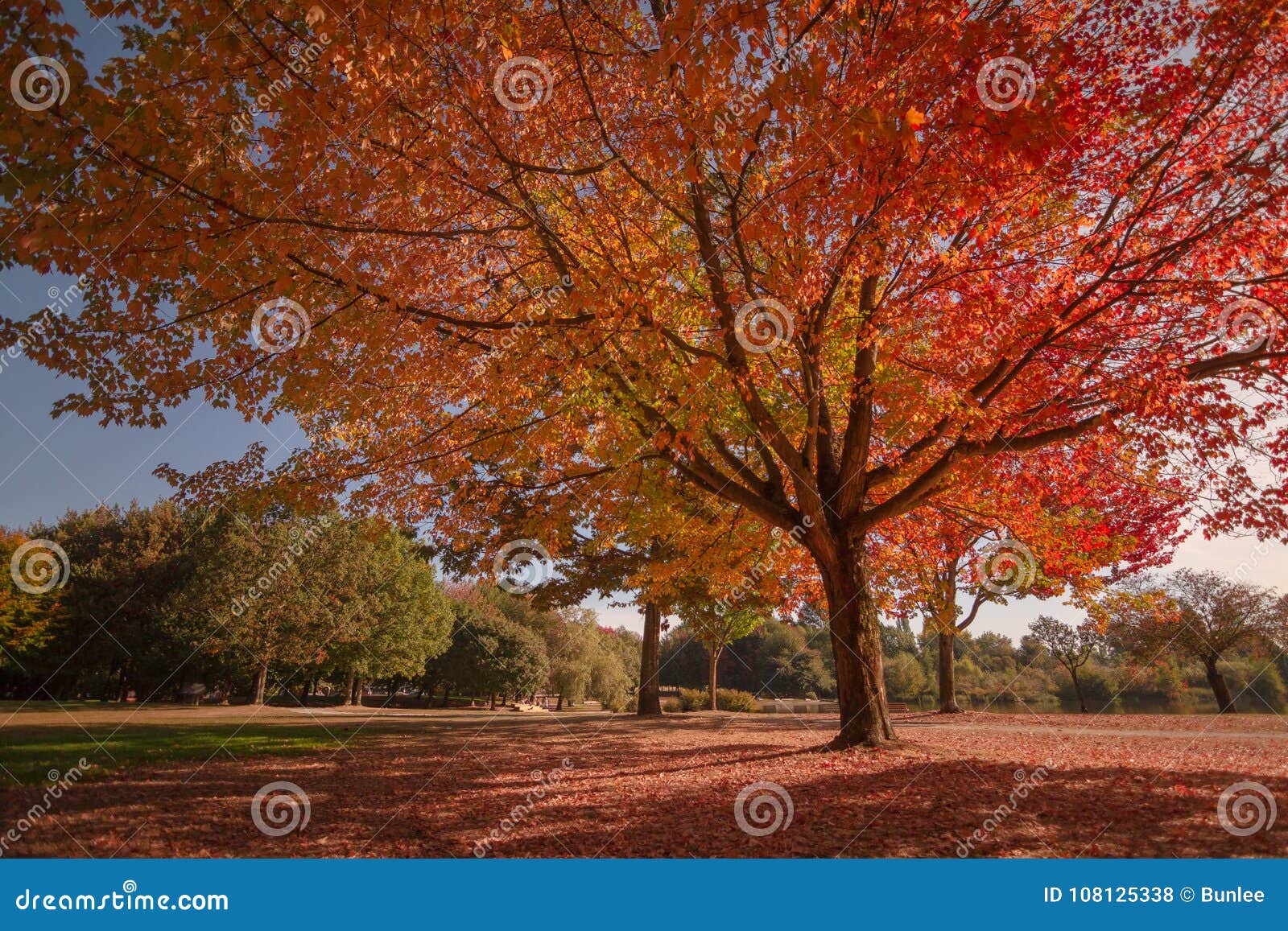 Fall color at the park stock photo. Image of light, foliage - 108125338