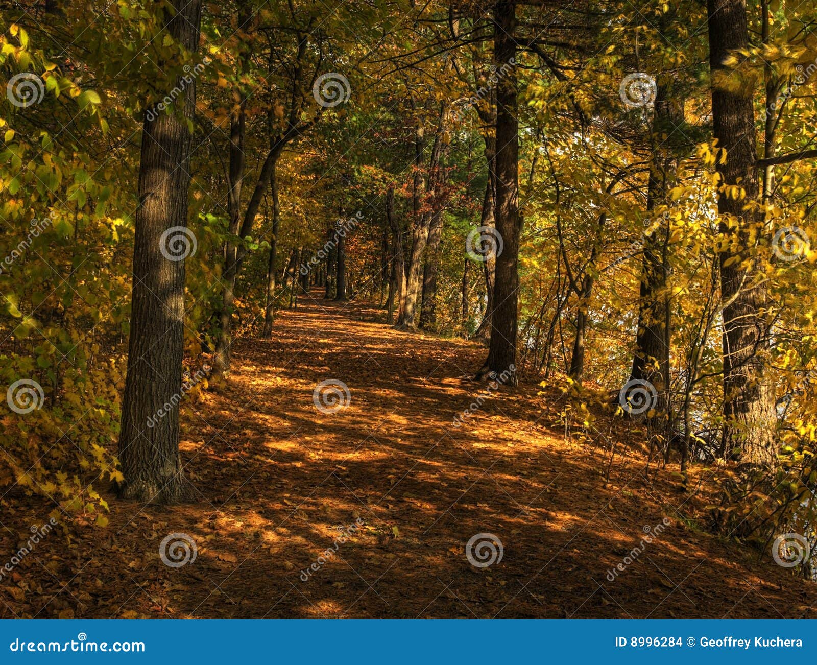 Fall Color Path stock photo. Image of trail, nature, outside - 8996284