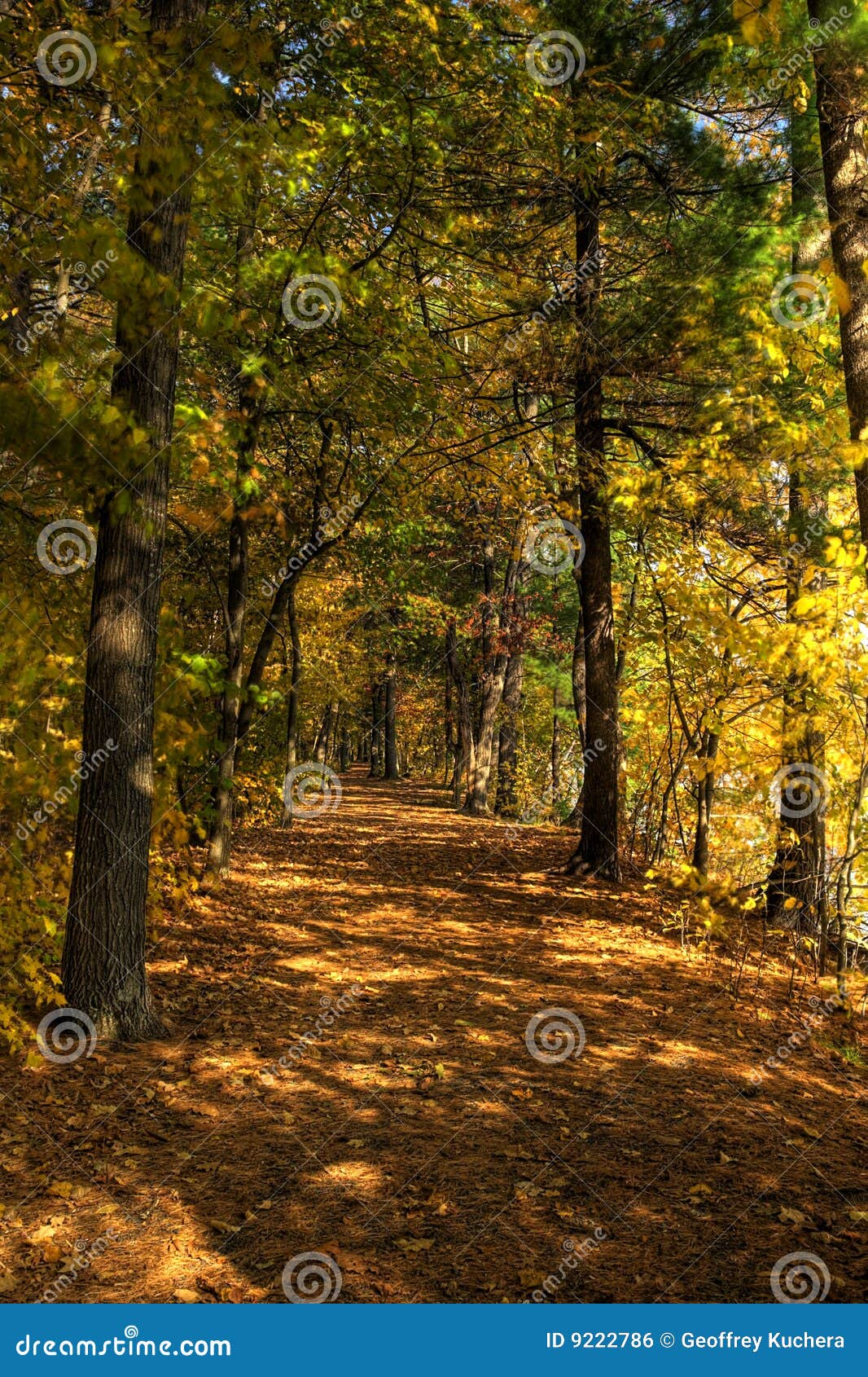 Fall Color Path - Vertical stock photo. Image of trees - 9222786