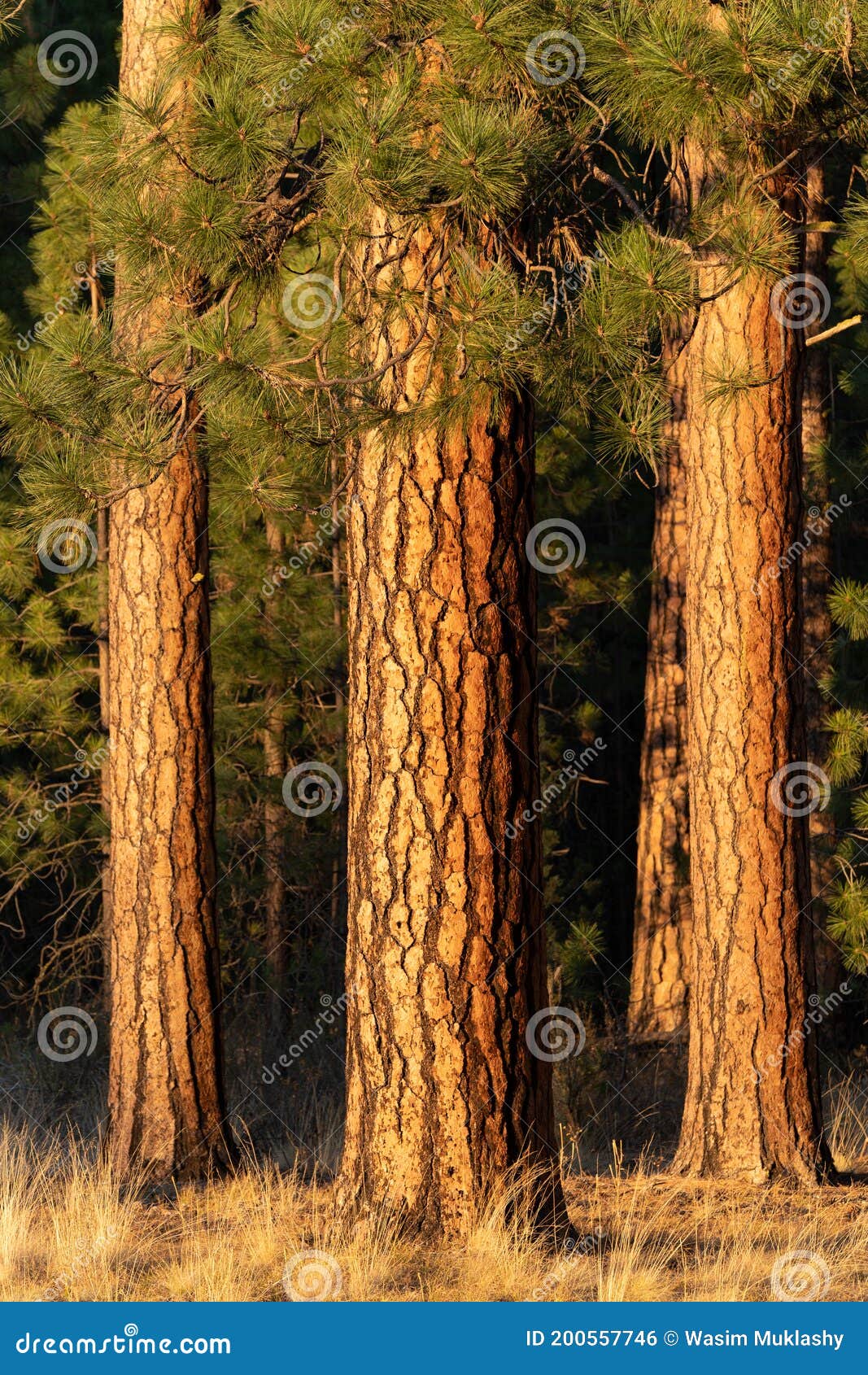 Fall Color Ponderosa Pine Trees Bark at Sunset in Autumn Stock Photo ...
